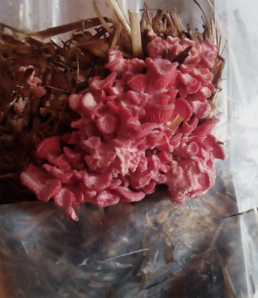 COLLECTION - Museo del Hongo