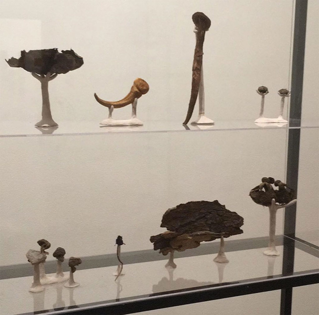 COLLECTION - Museo del Hongo